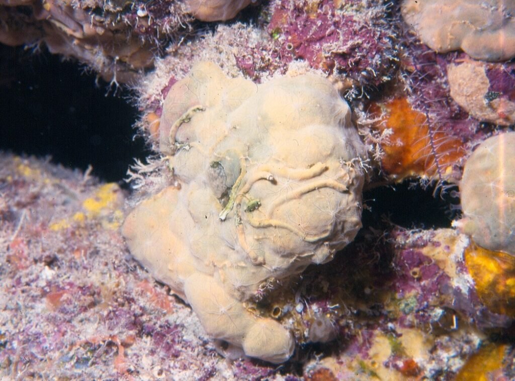 Antigua especie de esponja marina de las profundidades de Puerto Rico ...